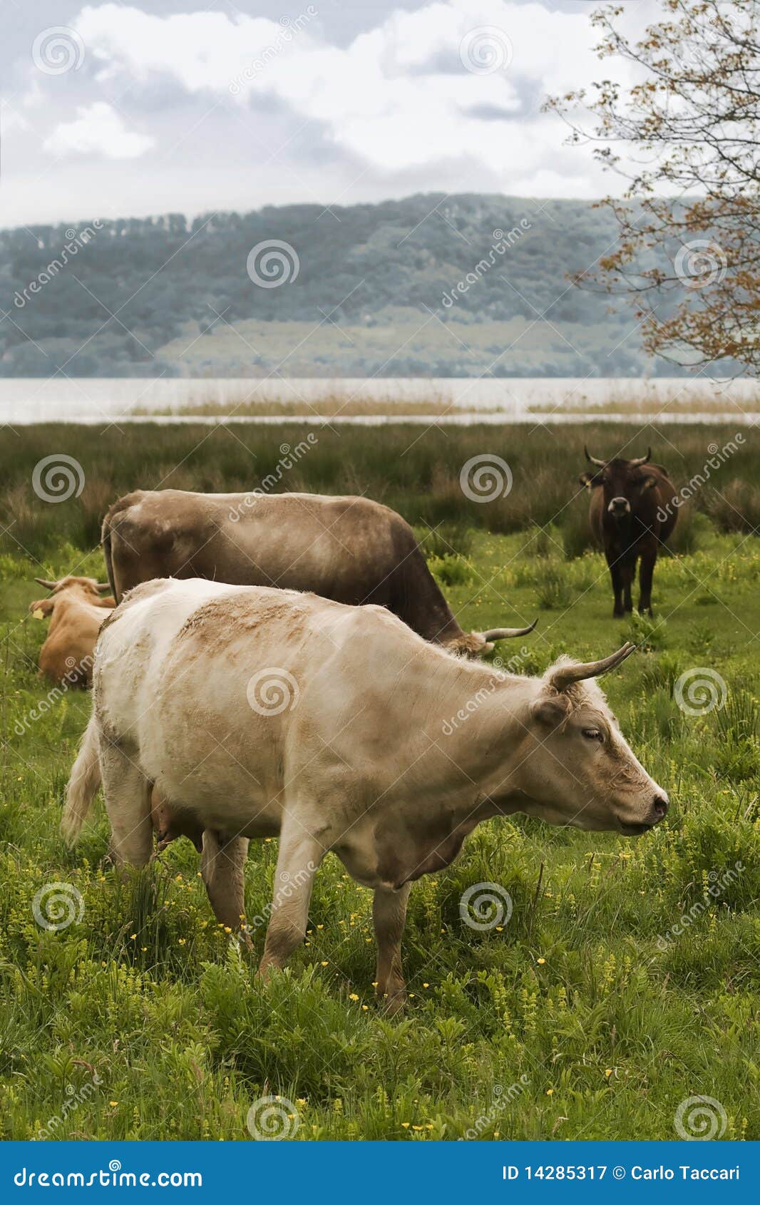 Vacas no campo imagem de stock. Imagem de pastar, pasto - 14285317