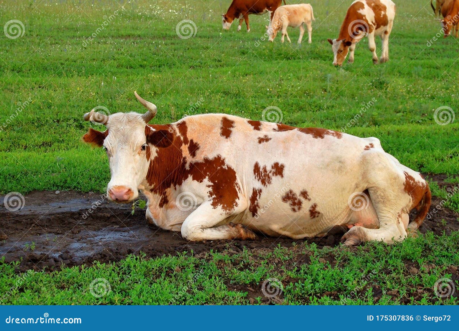 Vacas no campo foto de stock. Imagem de relaxado, grama - 175307836