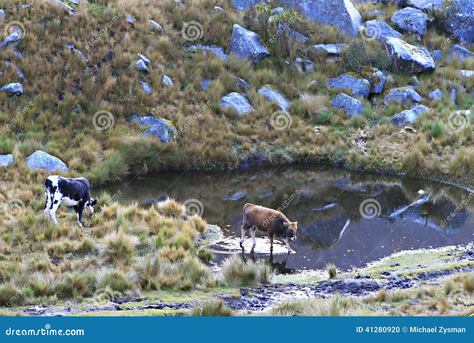Vacas - Parque Nacional De Huascaran, Perú Foto de archivo - Imagen de ...