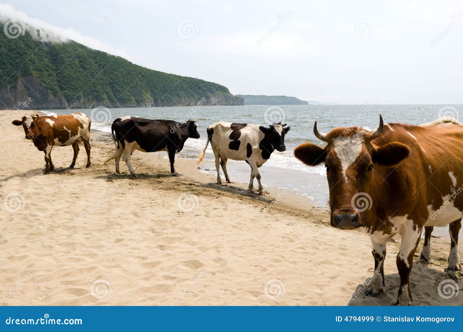 Vacas. playa imagen de archivo. Imagen de pasto, carne - 4794999
