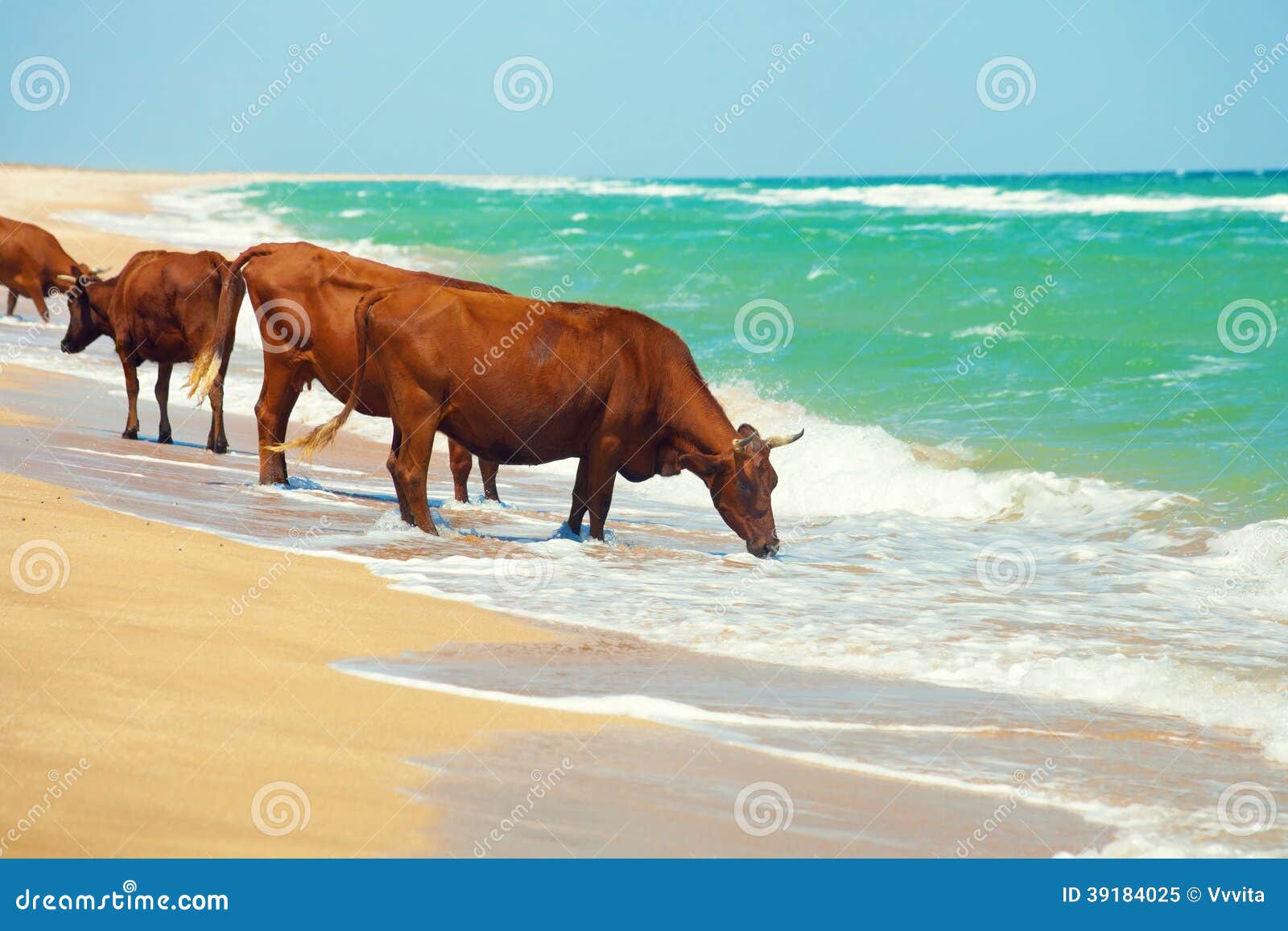Vacas por el mar imagen de archivo. Imagen de beber, playa - 39184025