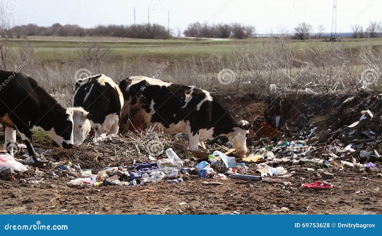 Vacas que comen la basura metrajes. Vídeo de vacas, ambiental - 69753628