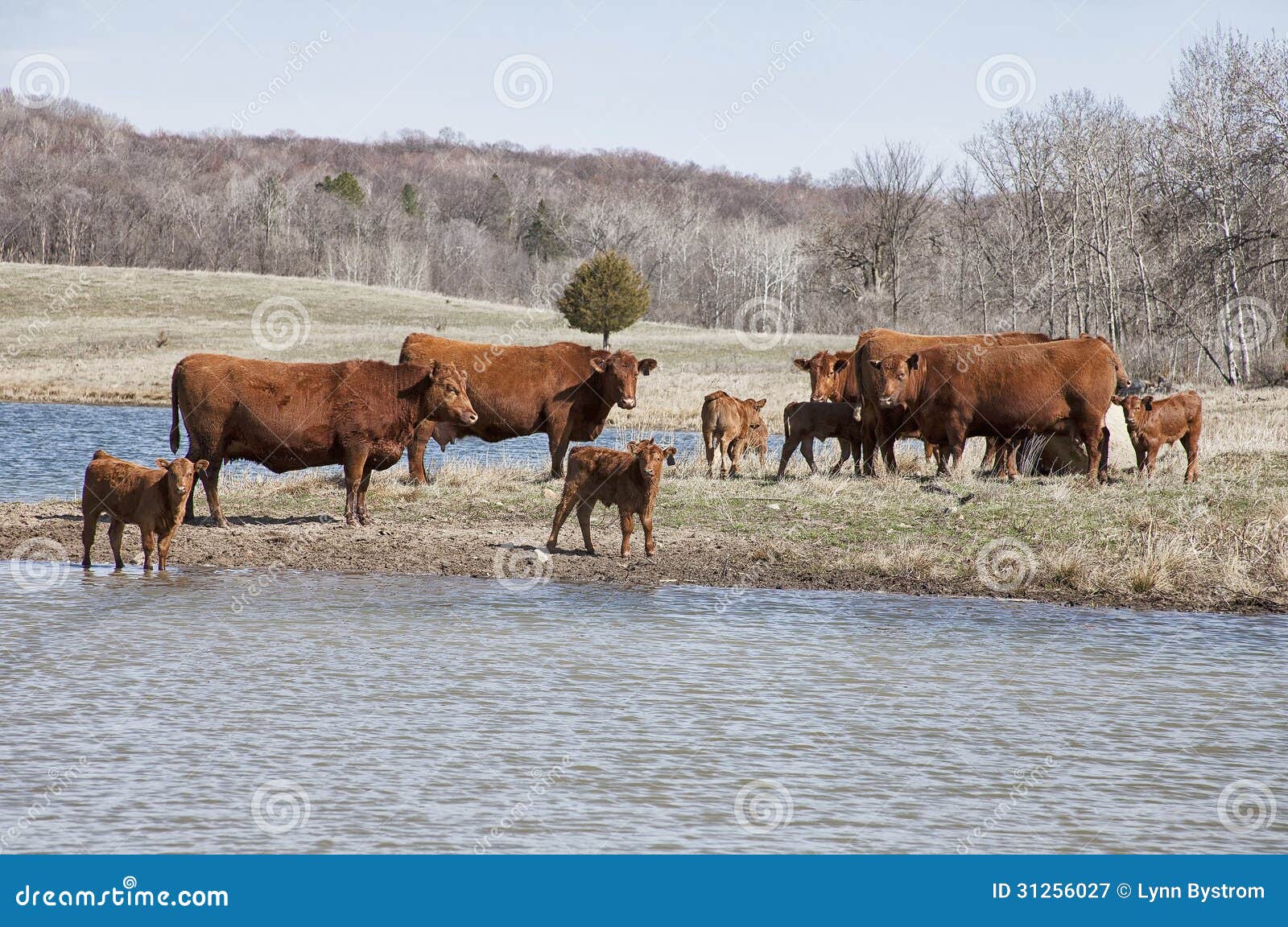 Vacas Rojas De Angus Con Los Becerros Imagen de archivo - Imagen de ...