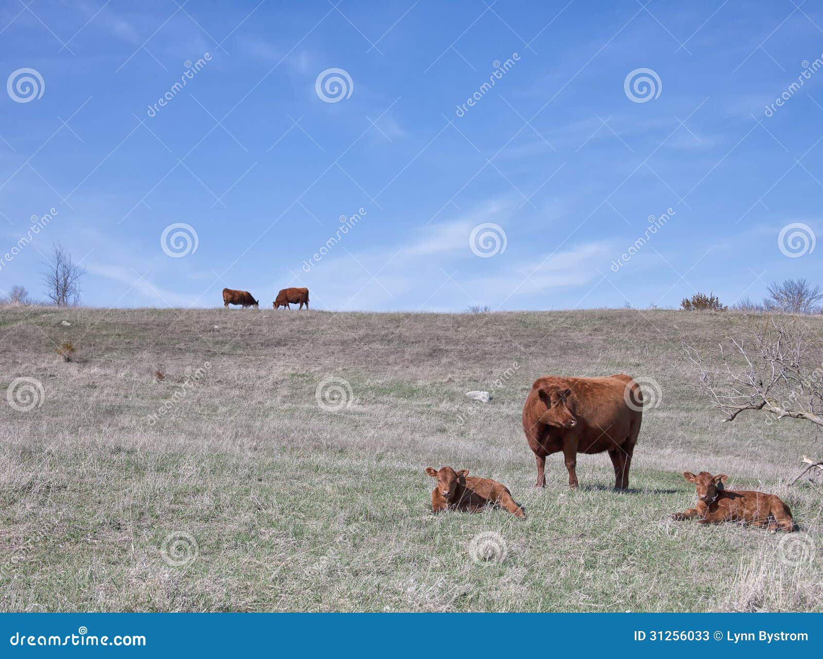 Vacas Rojas De Angus Con Los Becerros Imagen de archivo - Imagen de ...