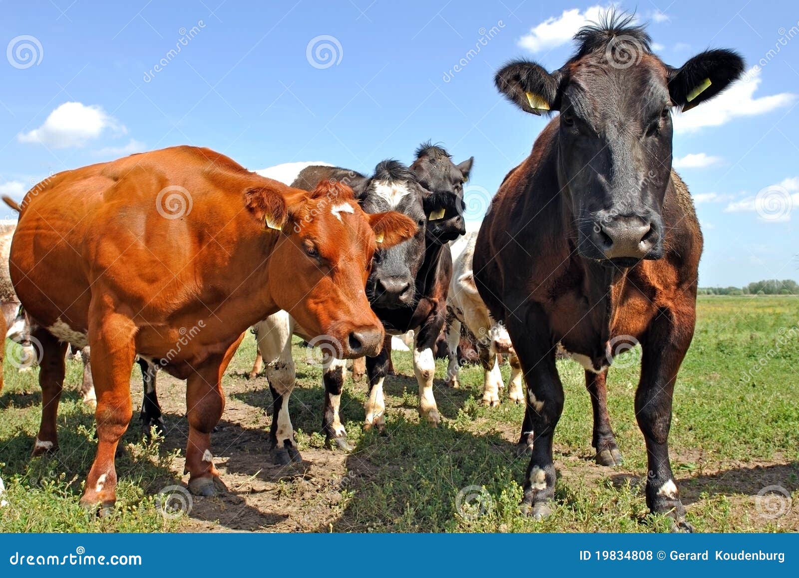 Vacas rojo marrón foto de archivo. Imagen de pasto, sano - 19834808