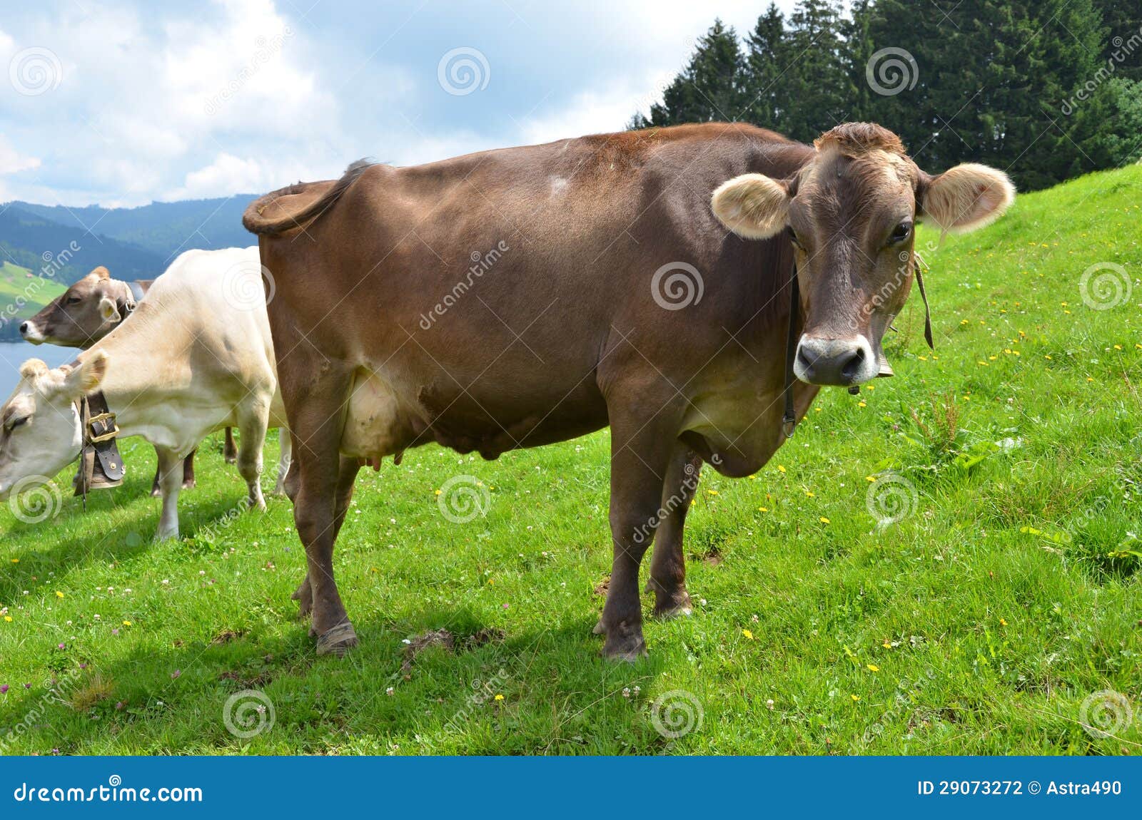 Vacas suizas foto de archivo. Imagen de colina, condujo - 29073272