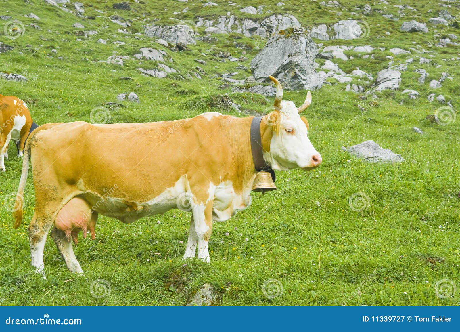 Vacas Suizas En El Alto Pasto Imagen de archivo - Imagen de collar ...