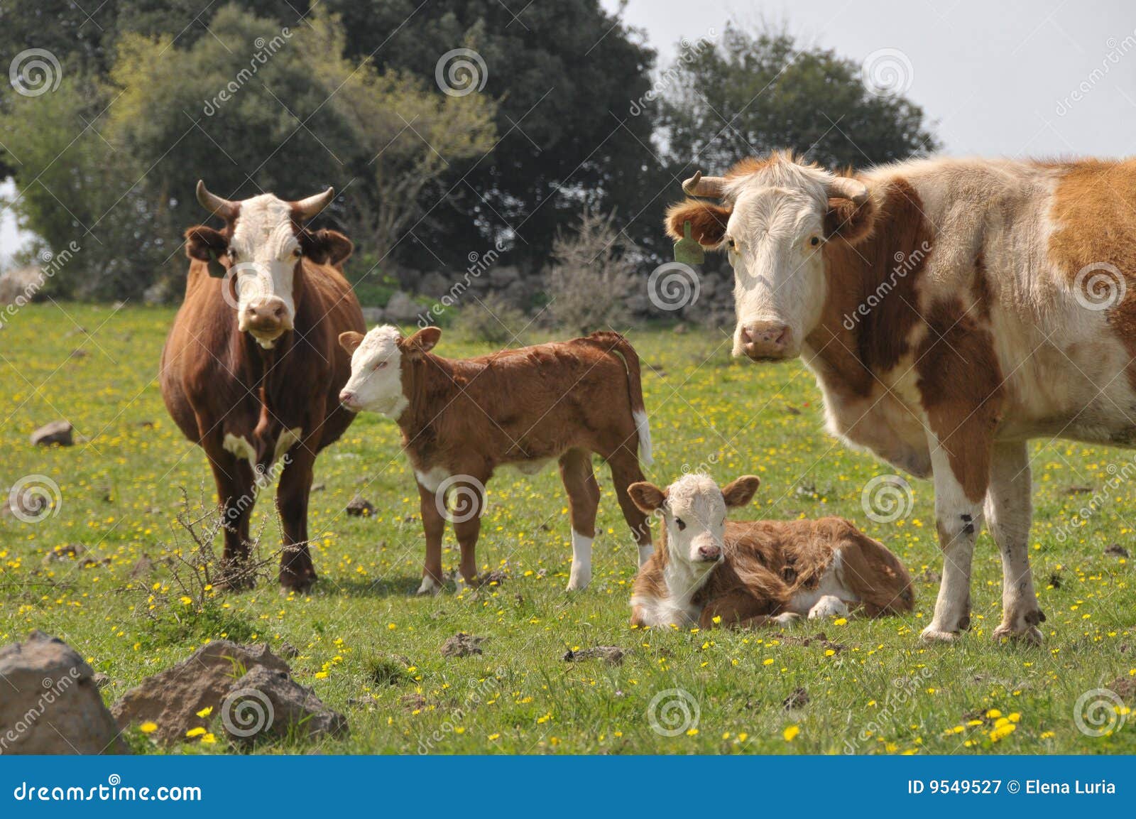 Vacas y becerros imagen de archivo. Imagen de imagen, vaca - 9549527