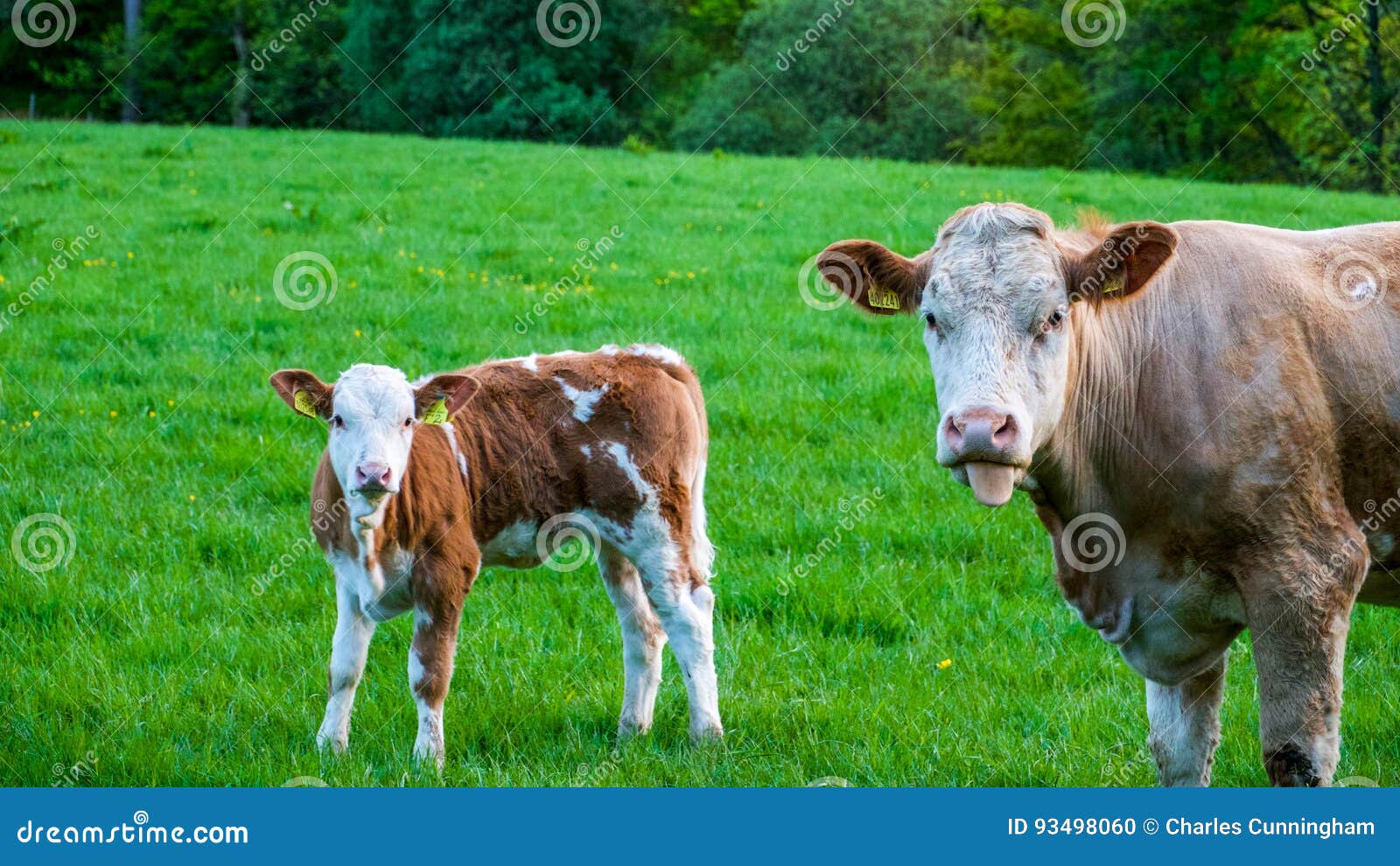 Vacas y becerros en campo foto de archivo. Imagen de manada - 93498060