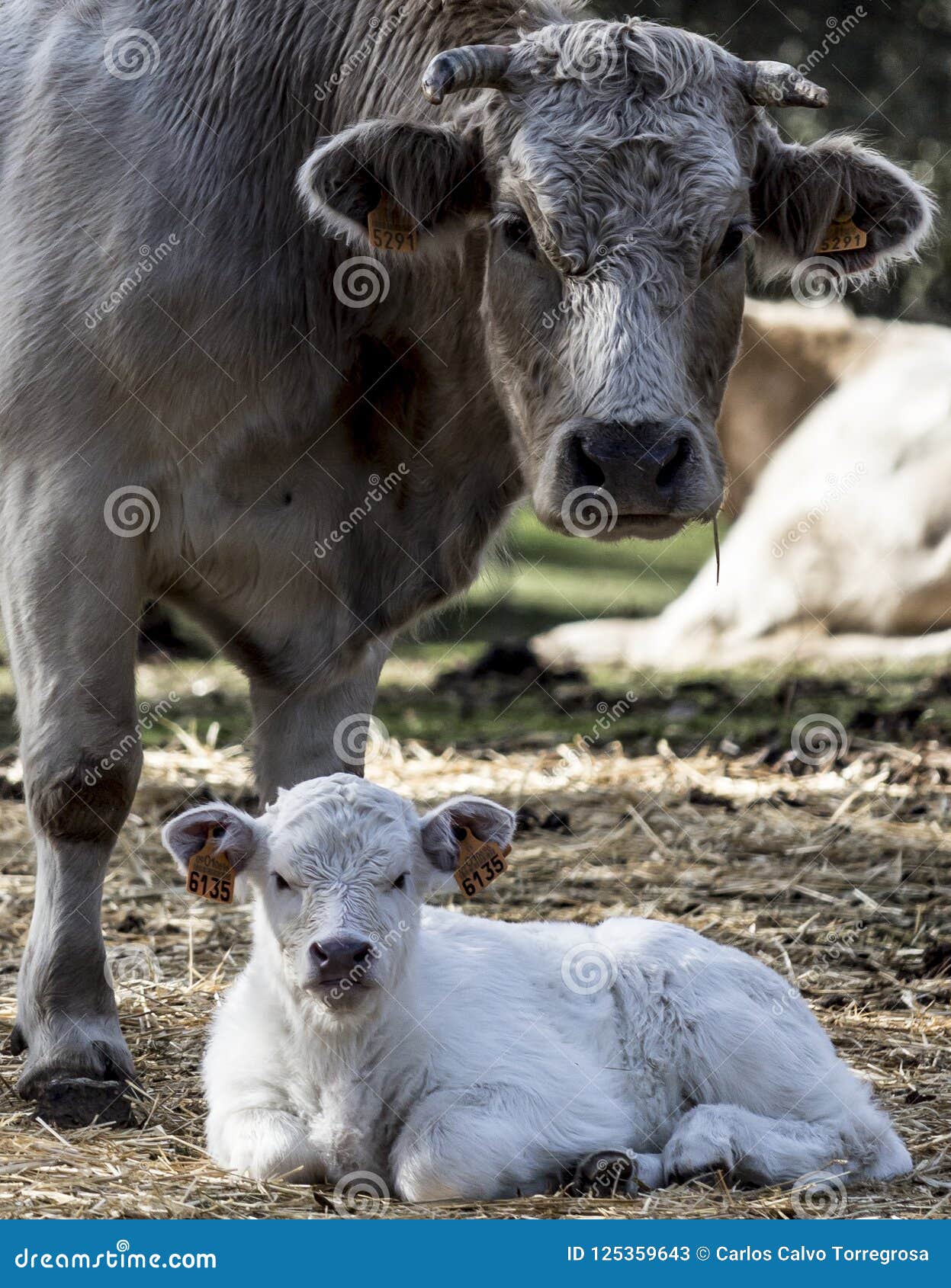 Vacas Y Becerros En El Campo Foto de archivo editorial - Imagen de ...