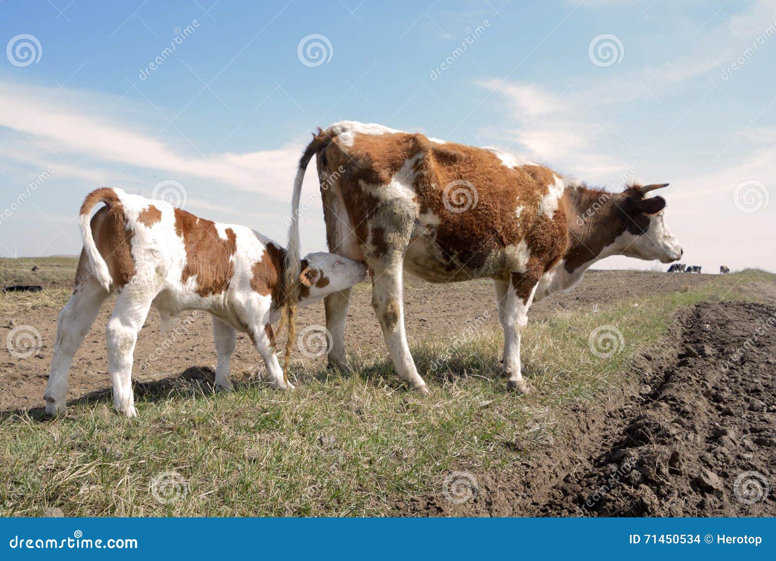 Vacas y sus becerros foto de archivo. Imagen de amor - 71450534