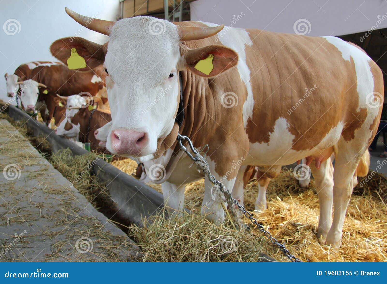 Vacas y toros imagen de archivo. Imagen de rancho, justo - 19603155