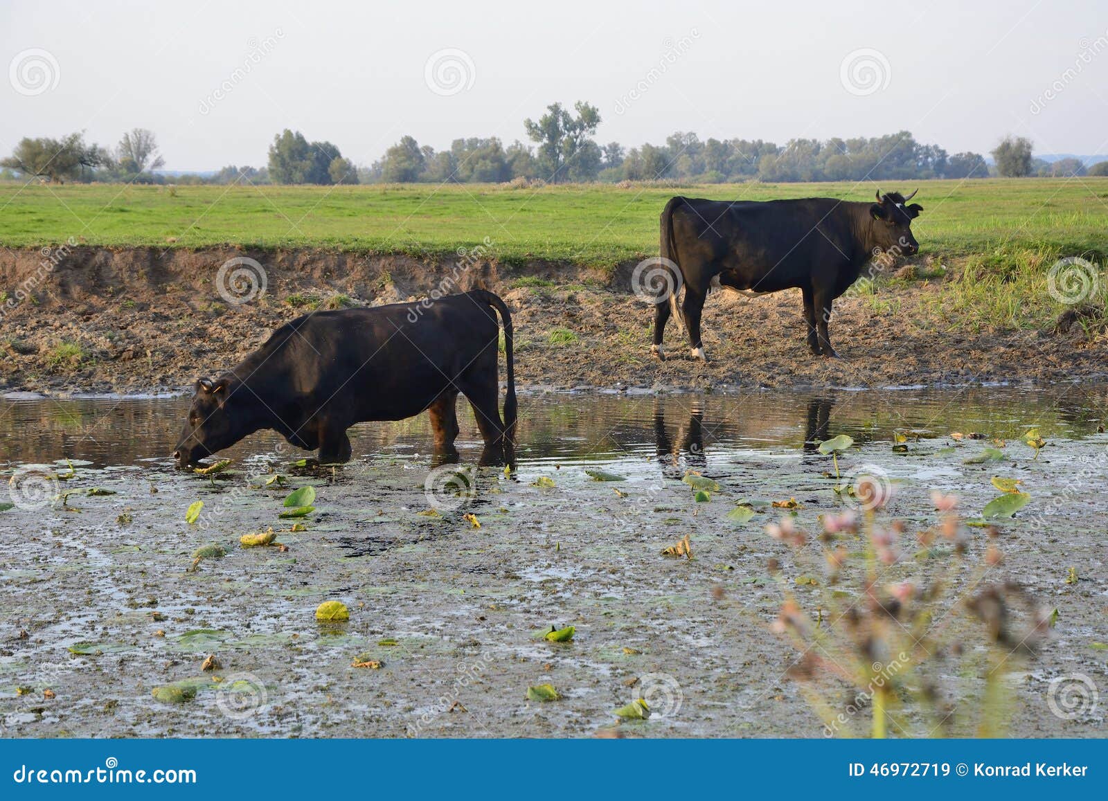 Vacas y toros imagen de archivo. Imagen de multitud, libre - 46972719