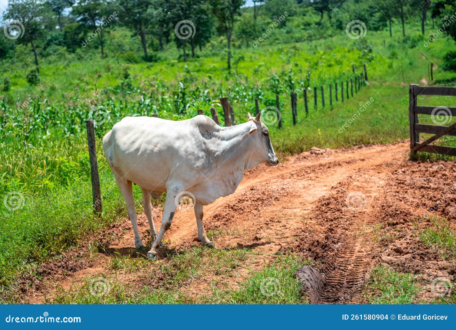 Vacas Y Toros De Vacas De Vacuno En El Corral Foto de archivo - Imagen ...