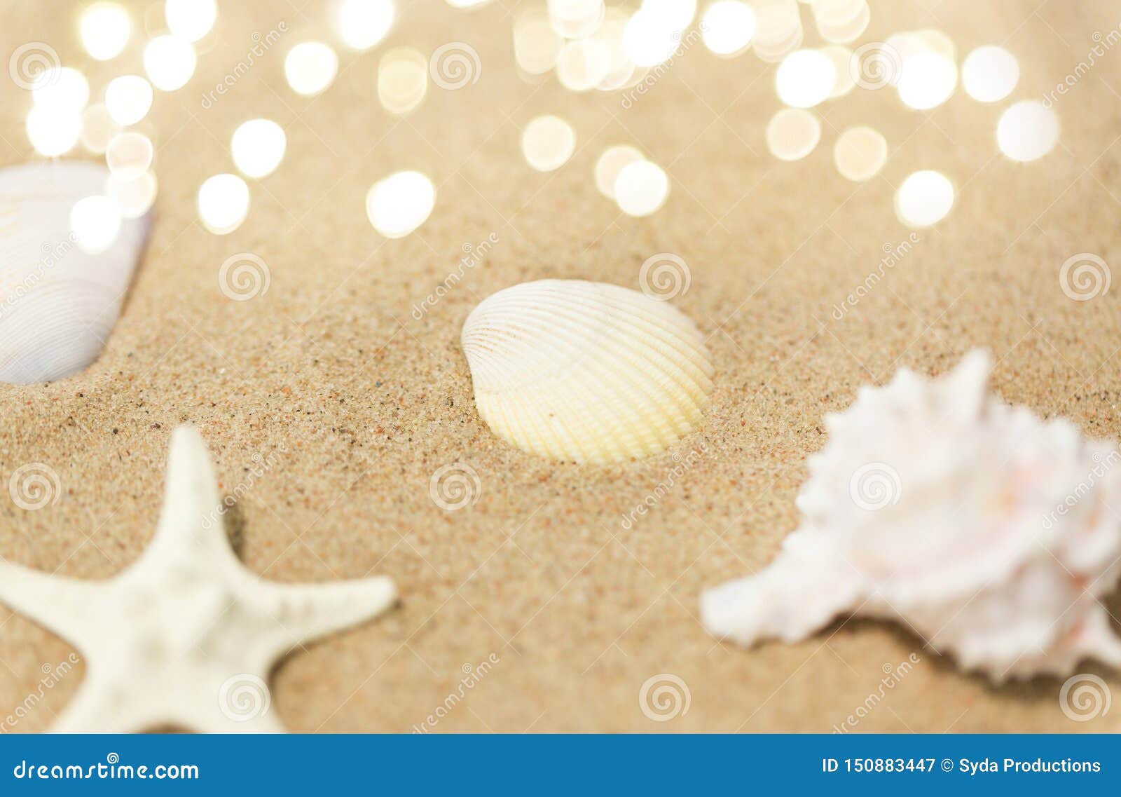Seashells on beach sand stock image. Image of shellfish - 150883447