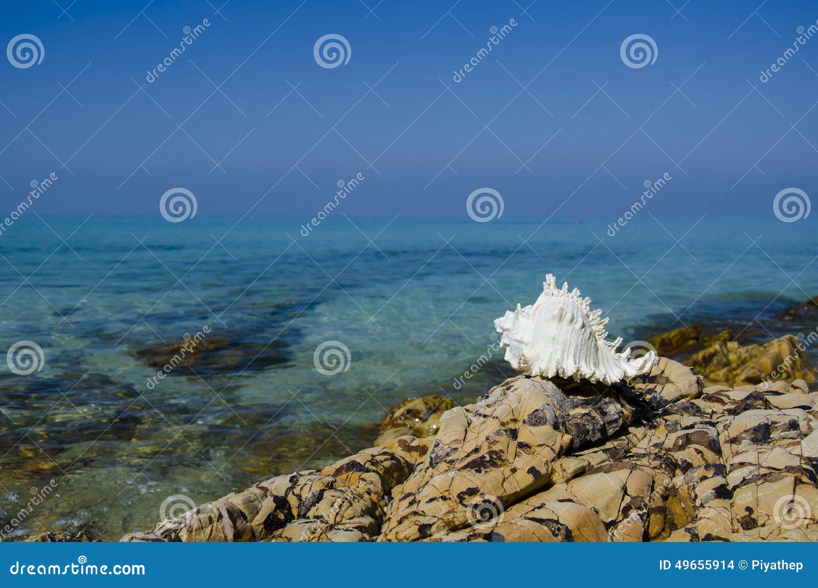 Conch Shell Tropical Virgin Island Caribbean Beach Stock Photos - Free ...