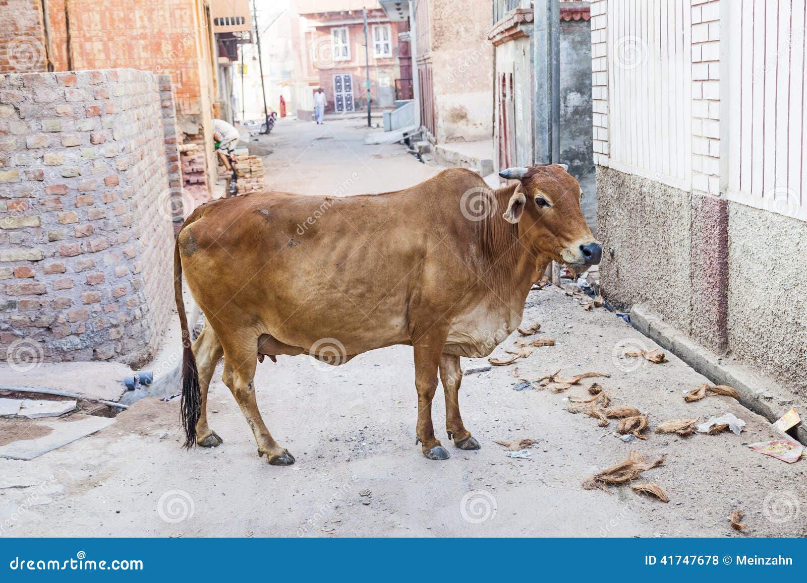 Vacca Sacra in Un Villaggio Indiano Fotografia Stock - Immagine di ...
