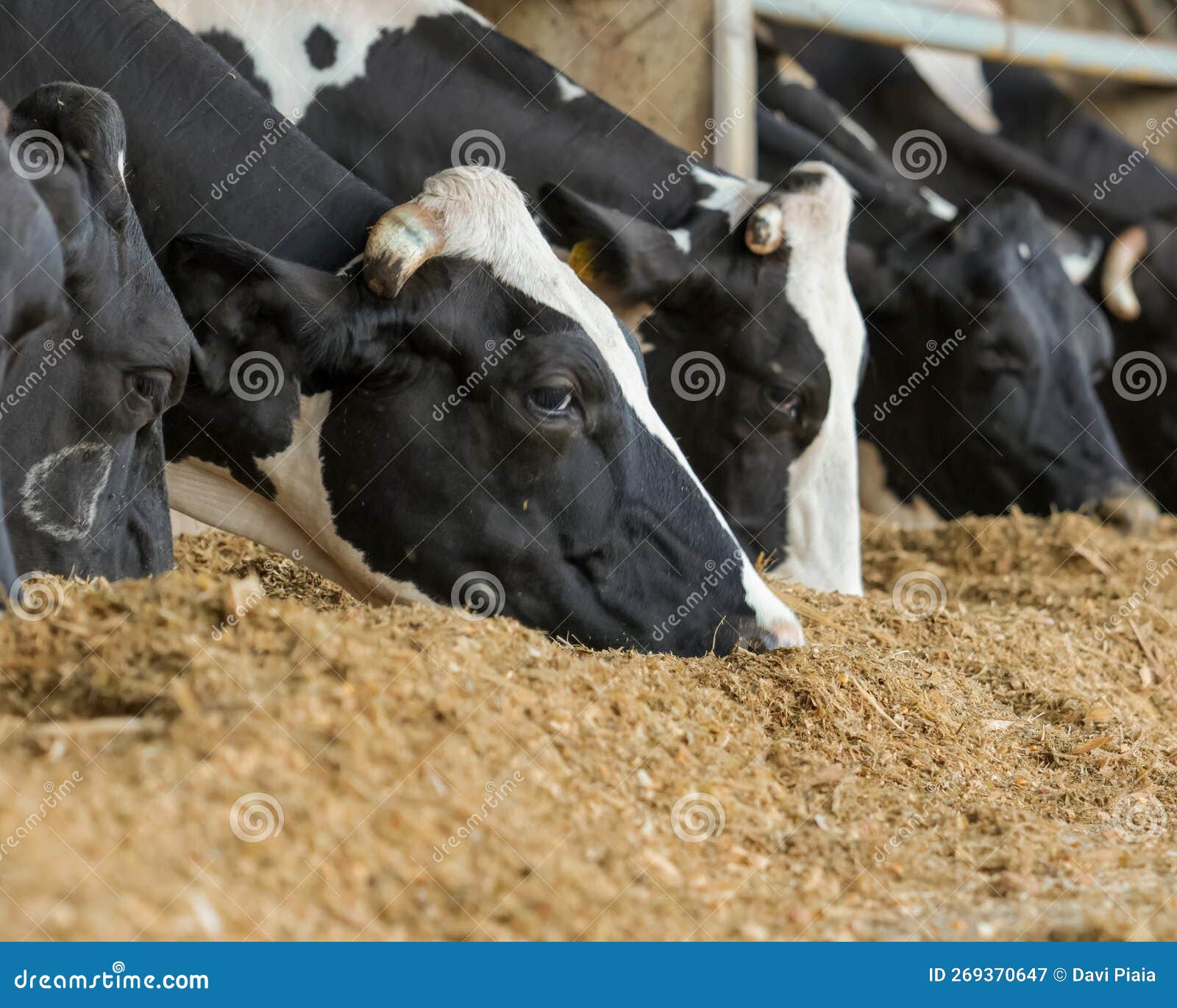 Vacche Da Latte Che Nutrono Bovini Confinati Immagine Stock - Immagine ...