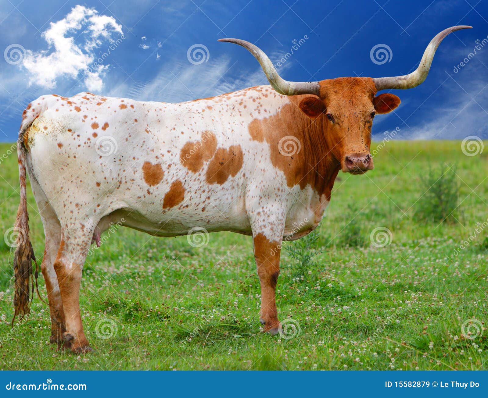 Vache image stock. Image du bovin, champs, nature, zone - 15582879
