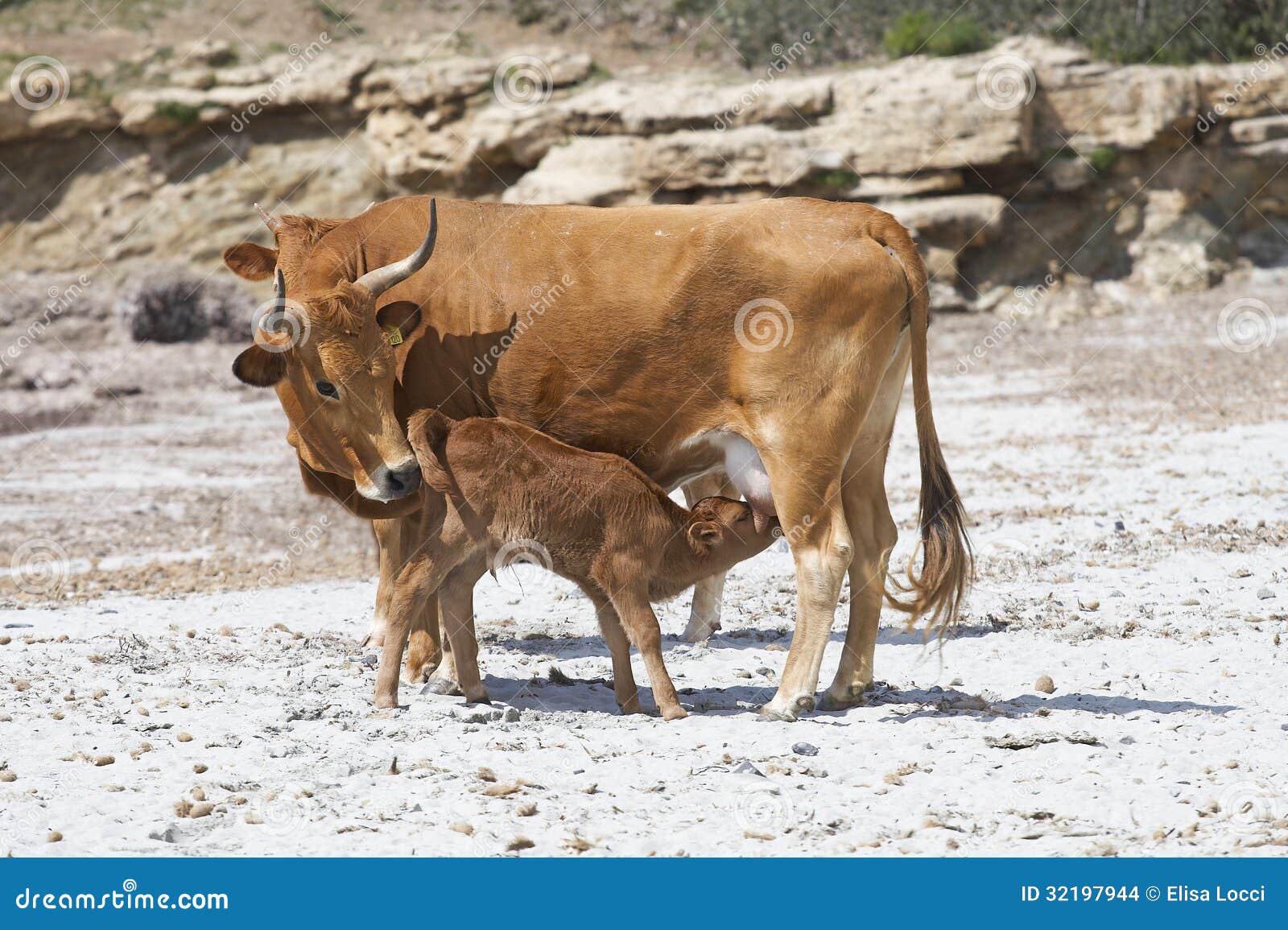 Vache alimentant un veau photo stock. Image du animal - 32197944