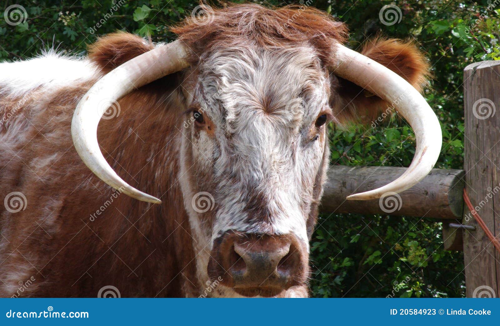 Vache anglaise à Longhorn image stock. Image du têtes - 20584923