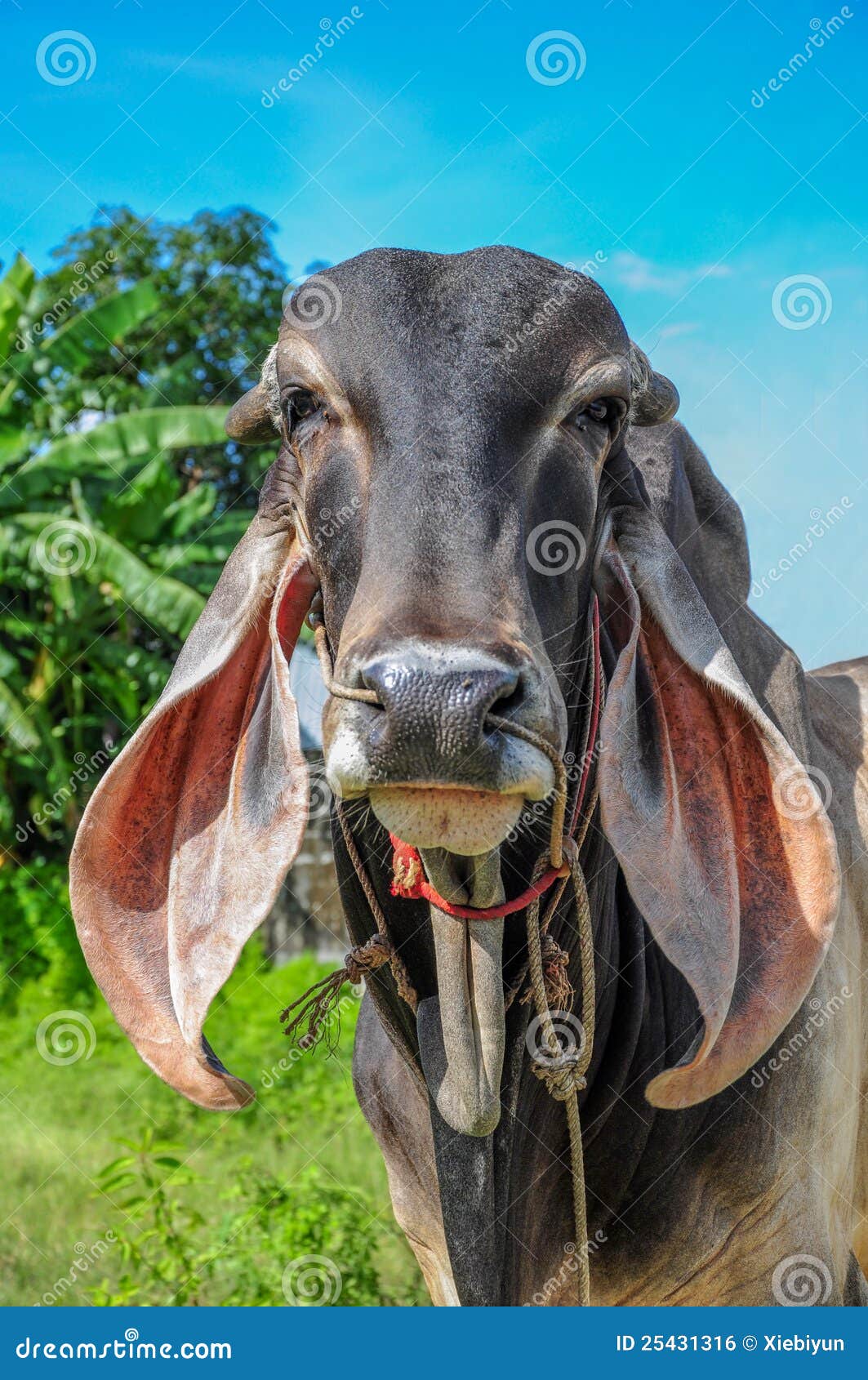 Vache Avec De Longues Oreilles Photo stock - Image du cordon, tête ...