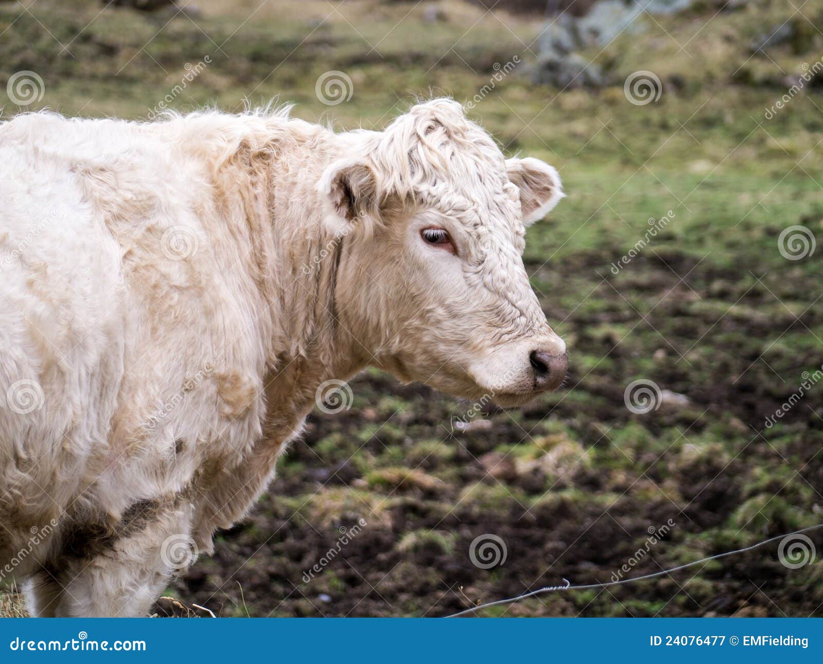 Vache blanche image stock. Image du mangez, agriculture - 24076477