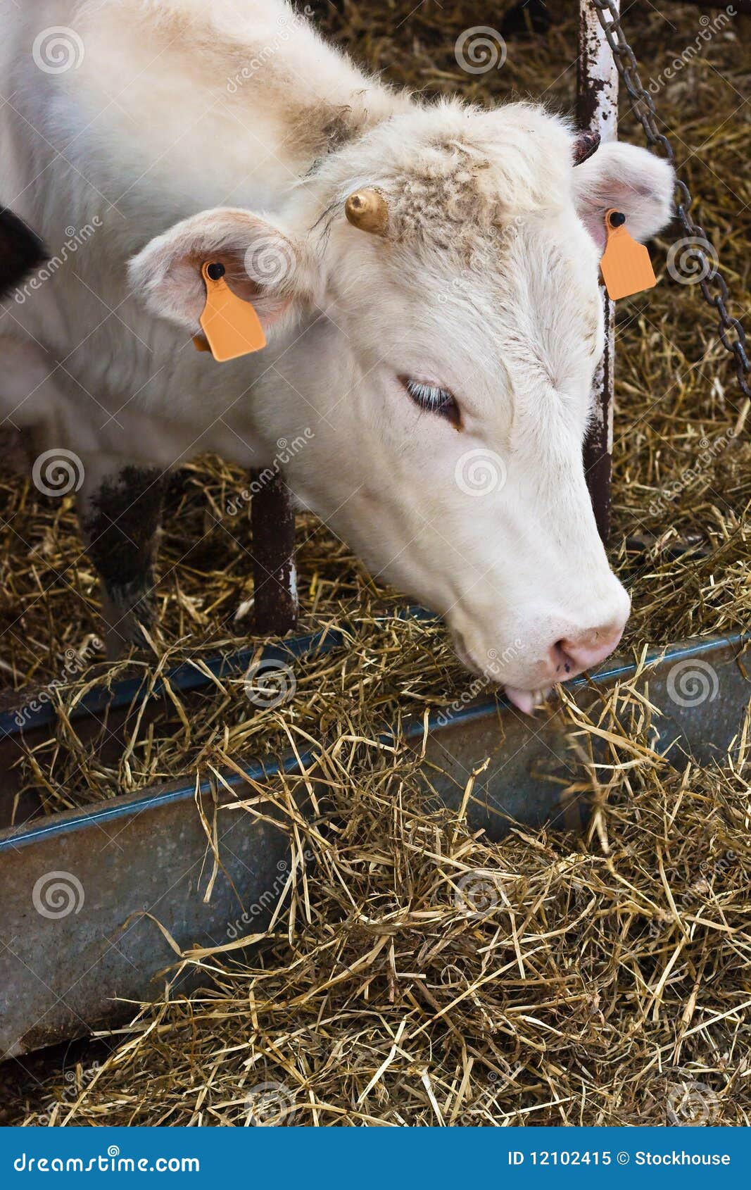 Vache Blanche Alimentant Avec Le Foin Image stock - Image du manger ...