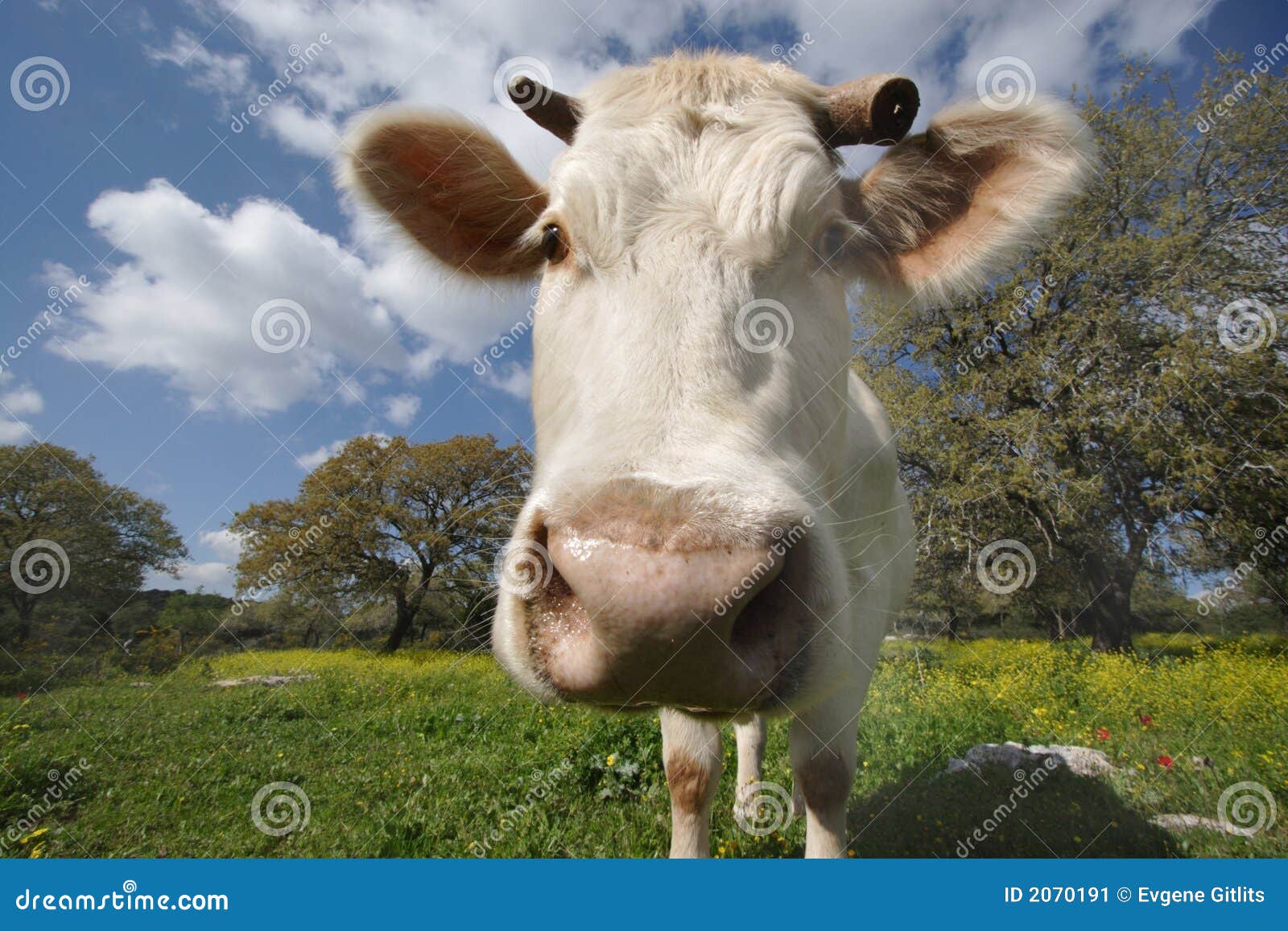Vache Blanche De Regarder (2) Image stock - Image of lait, chocolat ...