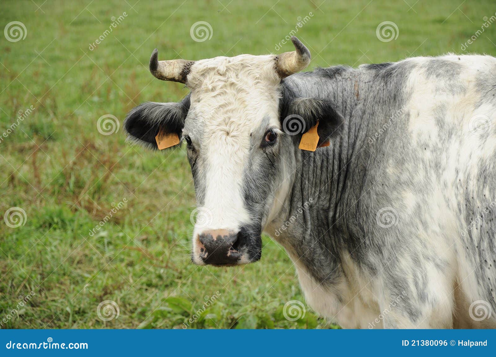 Vache Blanche Et Grise Sur L'herbe, Ardennes Photo stock - Image du ...