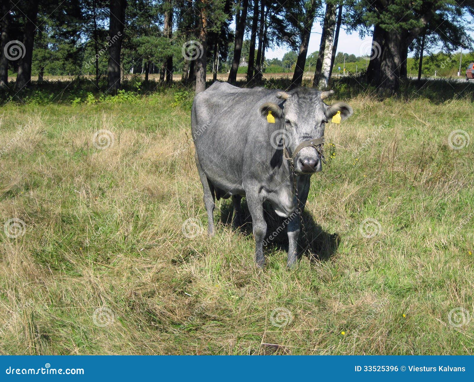 Vache bleue photo stock. Image du prés, letton, cheveu - 33525396