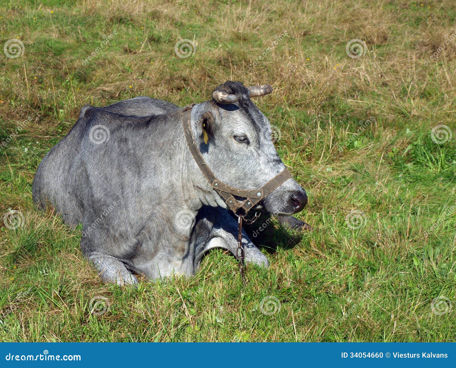 Vache bleue, se trouvant photo stock. Image du animal - 34054660