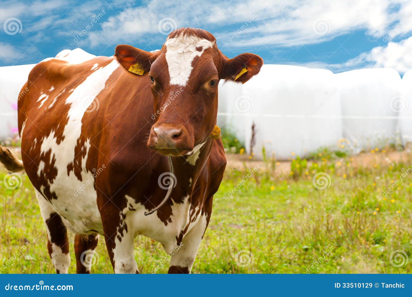 Vache Brune Et Blanche Sur Le Pâturage Images libres de droits - Image ...