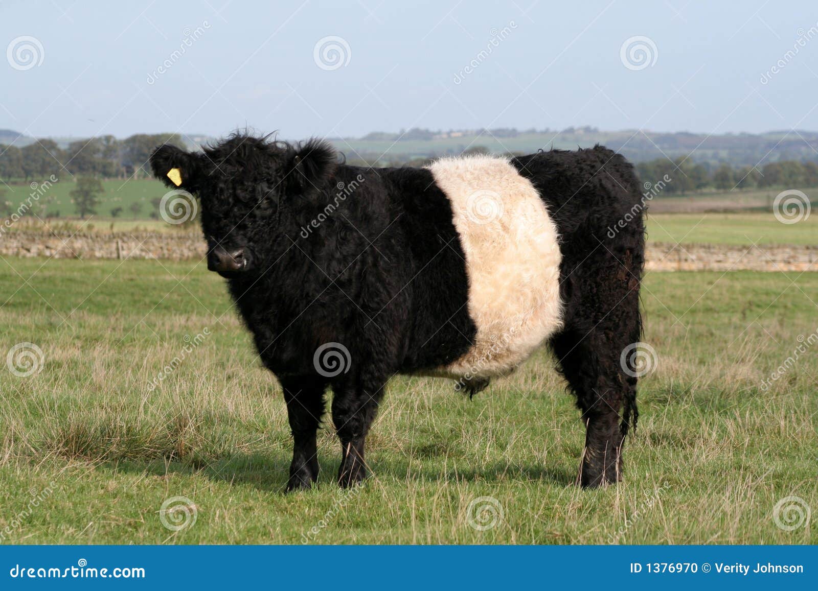 Vache ceinturée à Galloway photo stock. Image du bifteck - 1376970