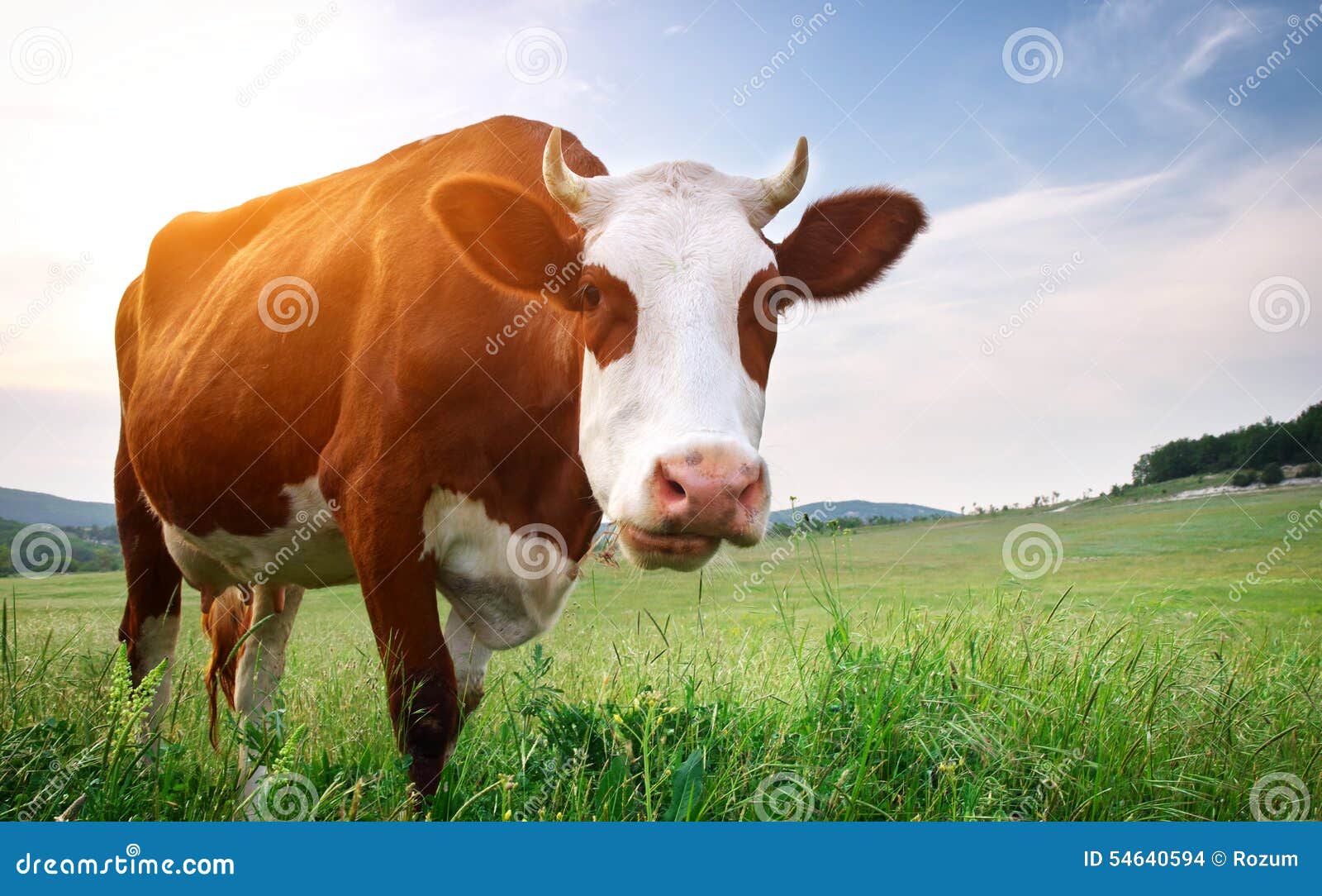 Vache dans le pré photo stock. Image du animal, cordon - 54640594