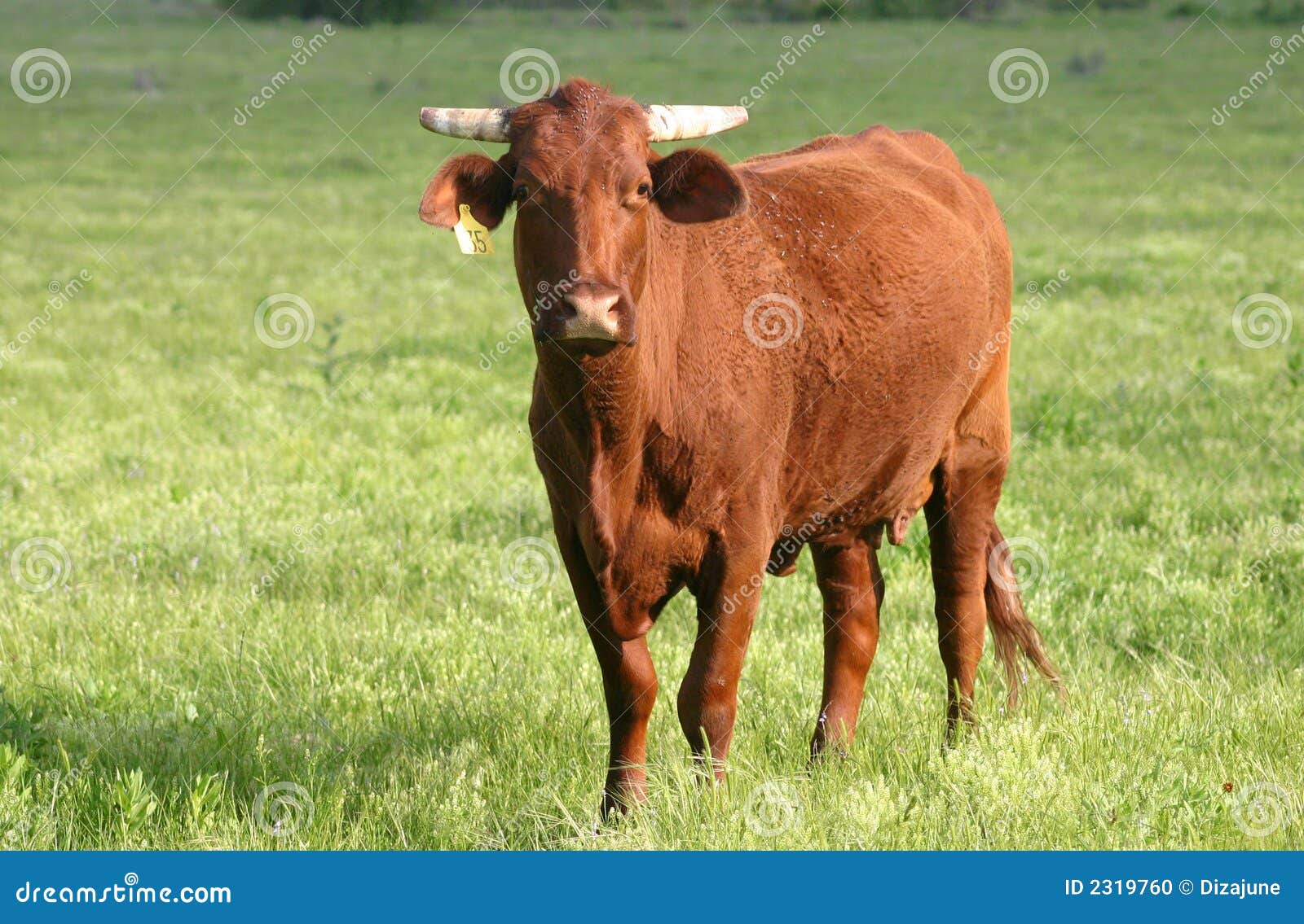 Vache de boucherie rouge photo stock. Image du montre - 2319760
