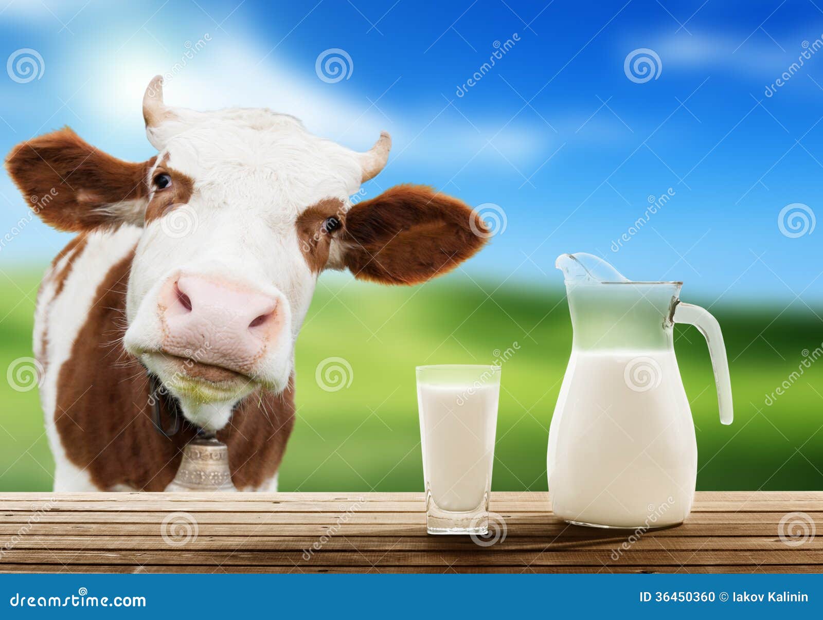 Vache et lait photo stock. Image du bête, mammifère, ferme - 36450360