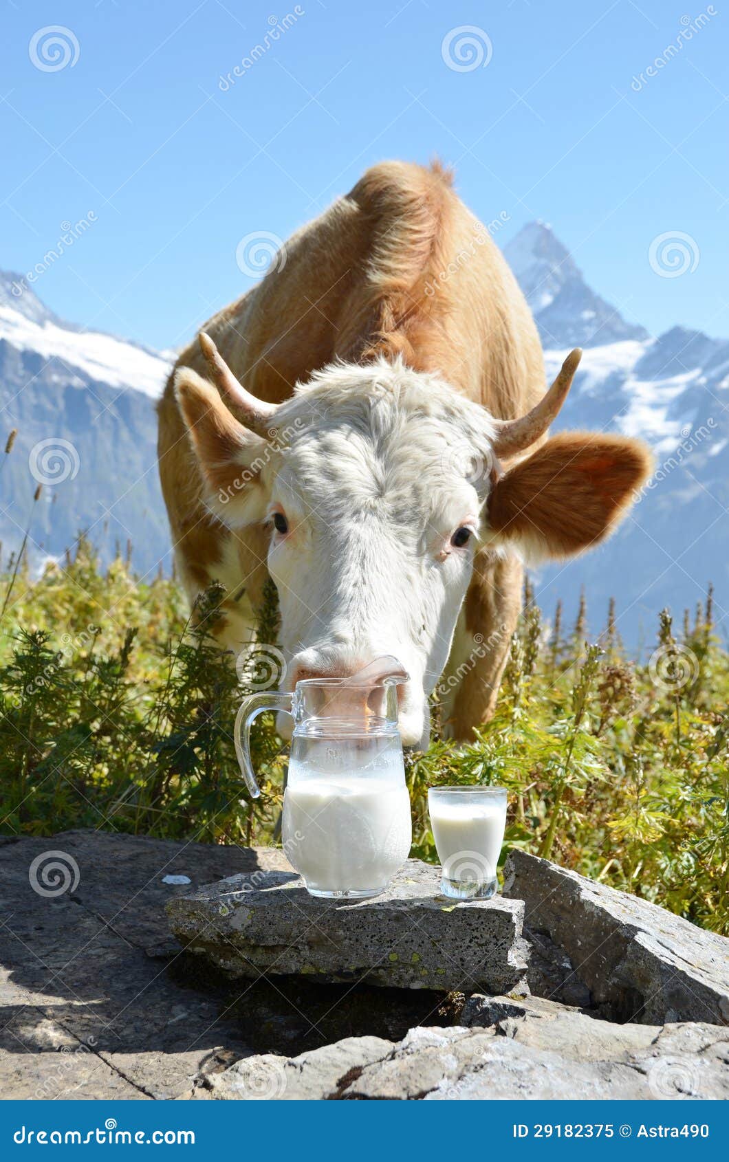 Vache et lait suisses image stock. Image du idylle, herbe - 29182375