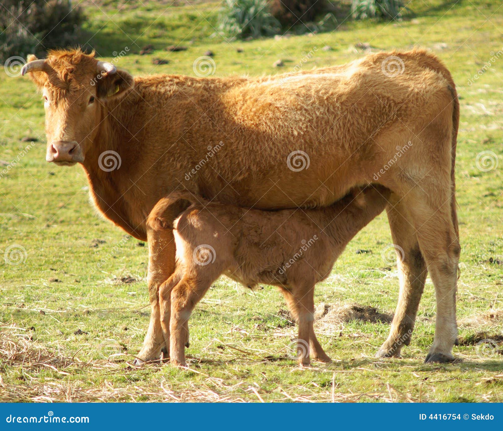 Vache et petit veau photo stock. Image du troupeau, nature - 4416754