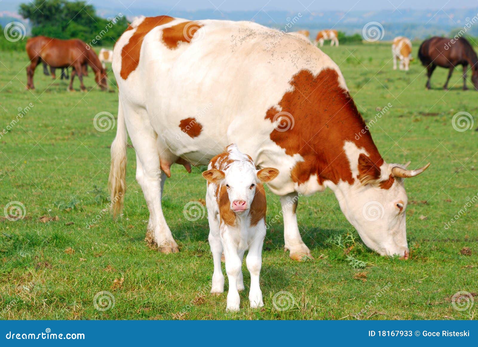 Vache et veau image stock. Image du rural, troupeau, vert - 18167933
