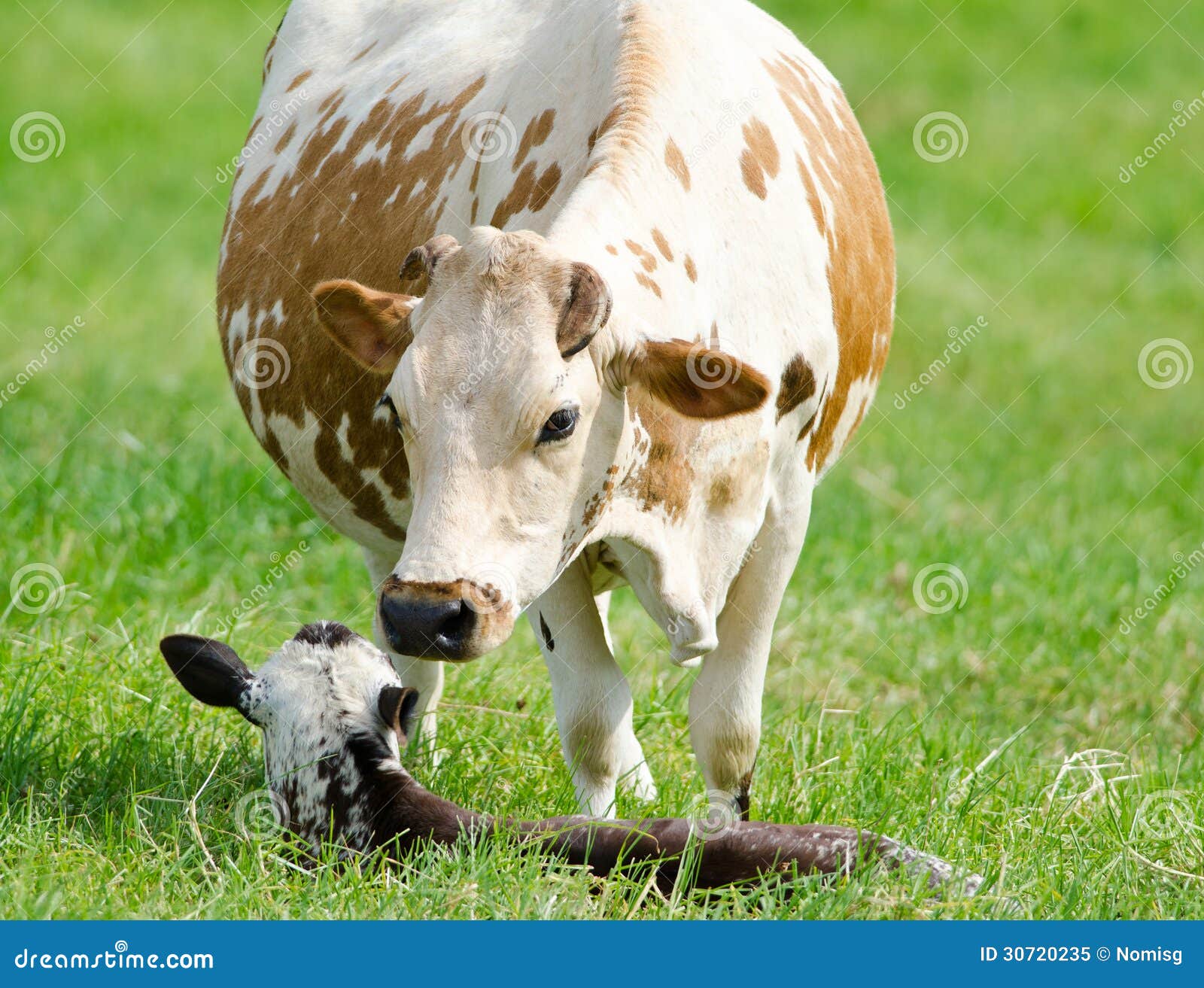 Vache et veau image stock. Image du vert, brun, veau - 30720235