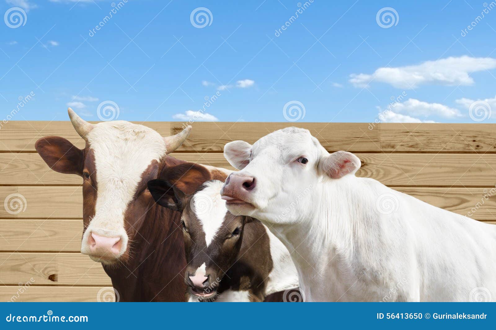 Vache et veau et taureau photo stock. Image du mammifère - 56413650