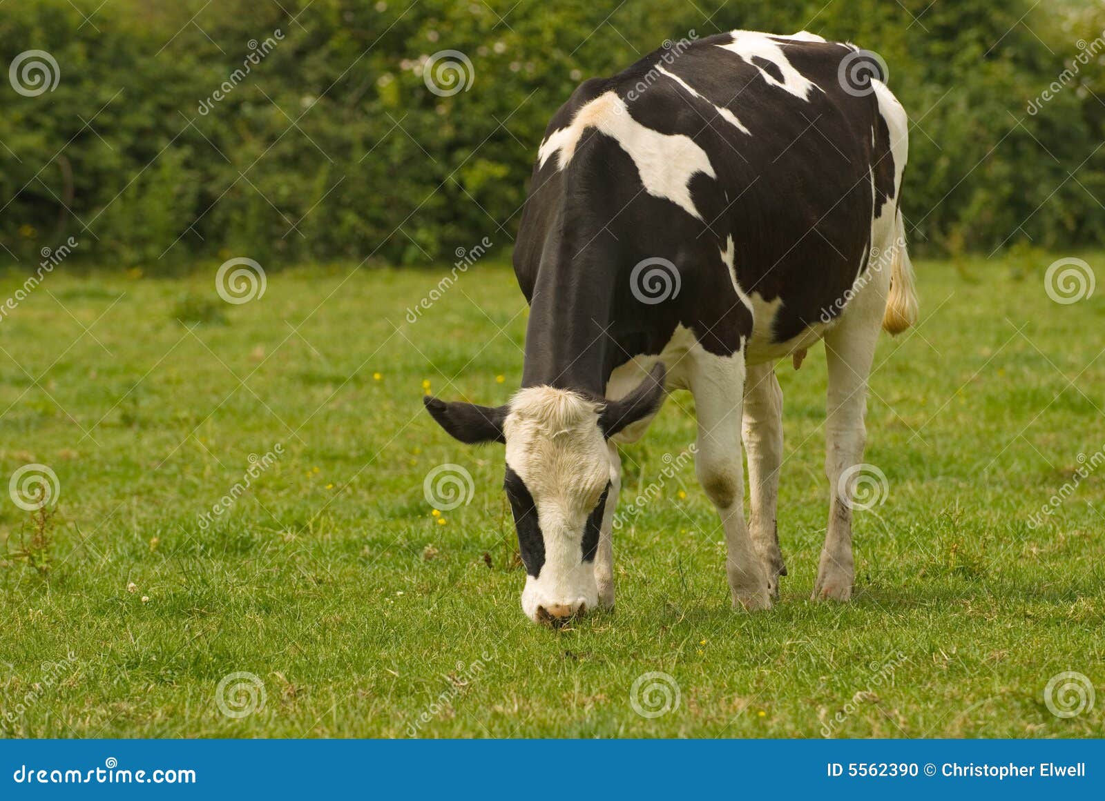 Vache frisonne photo stock. Image du veau, zone, noir - 5562390