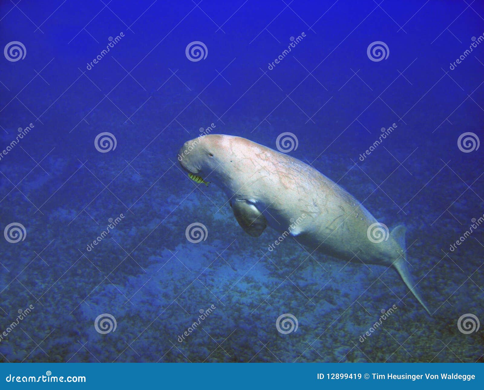 Vache Marine (dugong De Dugong) Image stock - Image du récif, vache ...