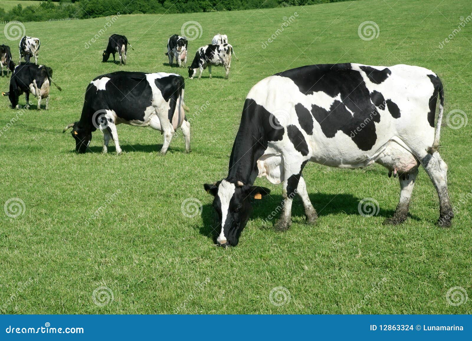 Vache Noire Et Blanche Mangeant Le Pré Vert Photo stock - Image du ...