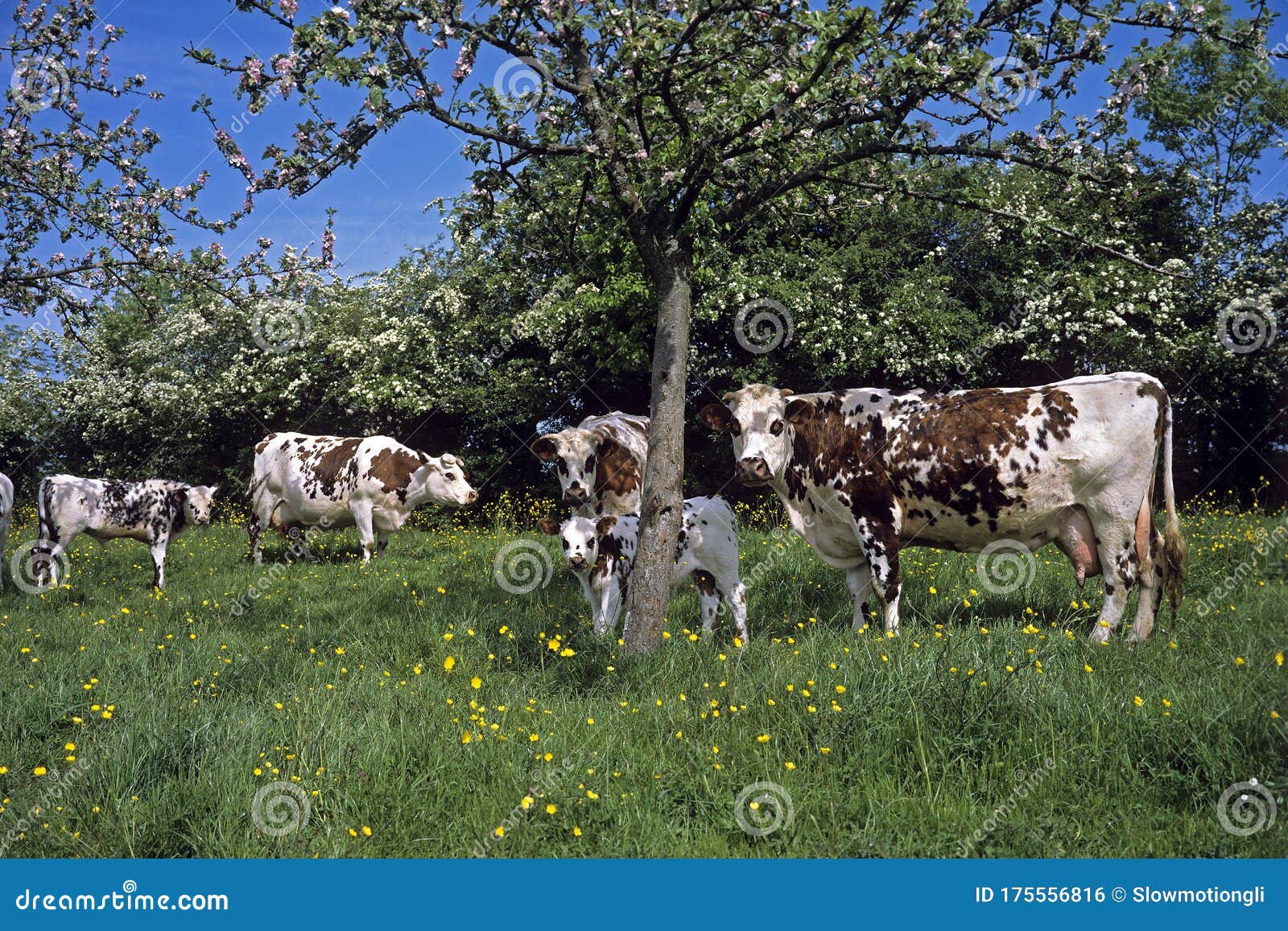 Normandy Cow, Cattle Under Appel Tree, Normandy Stock Photo - Image of ...