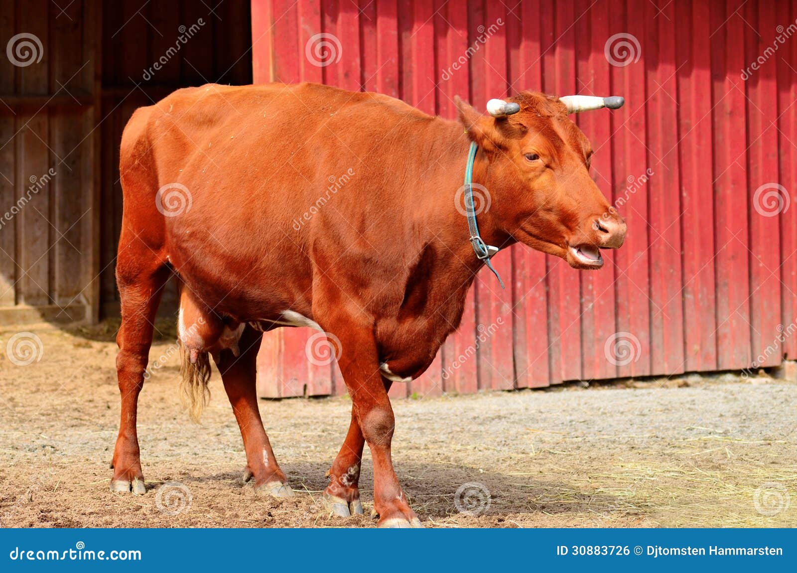Vache rouge photo stock. Image du frais, campagne, femelle - 30883726
