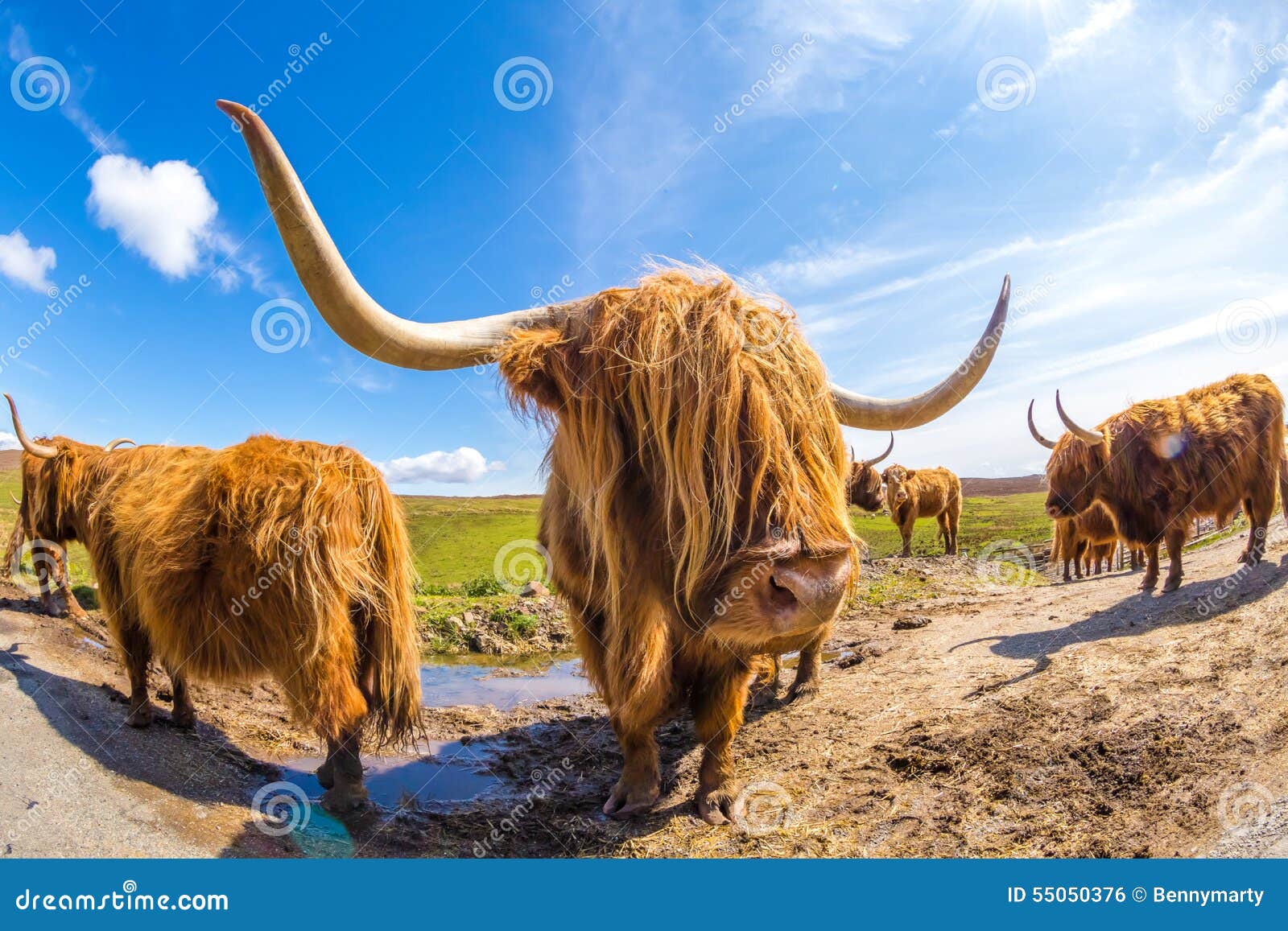 Vache rouge des montagnes photo stock. Image du herbivore - 55050376