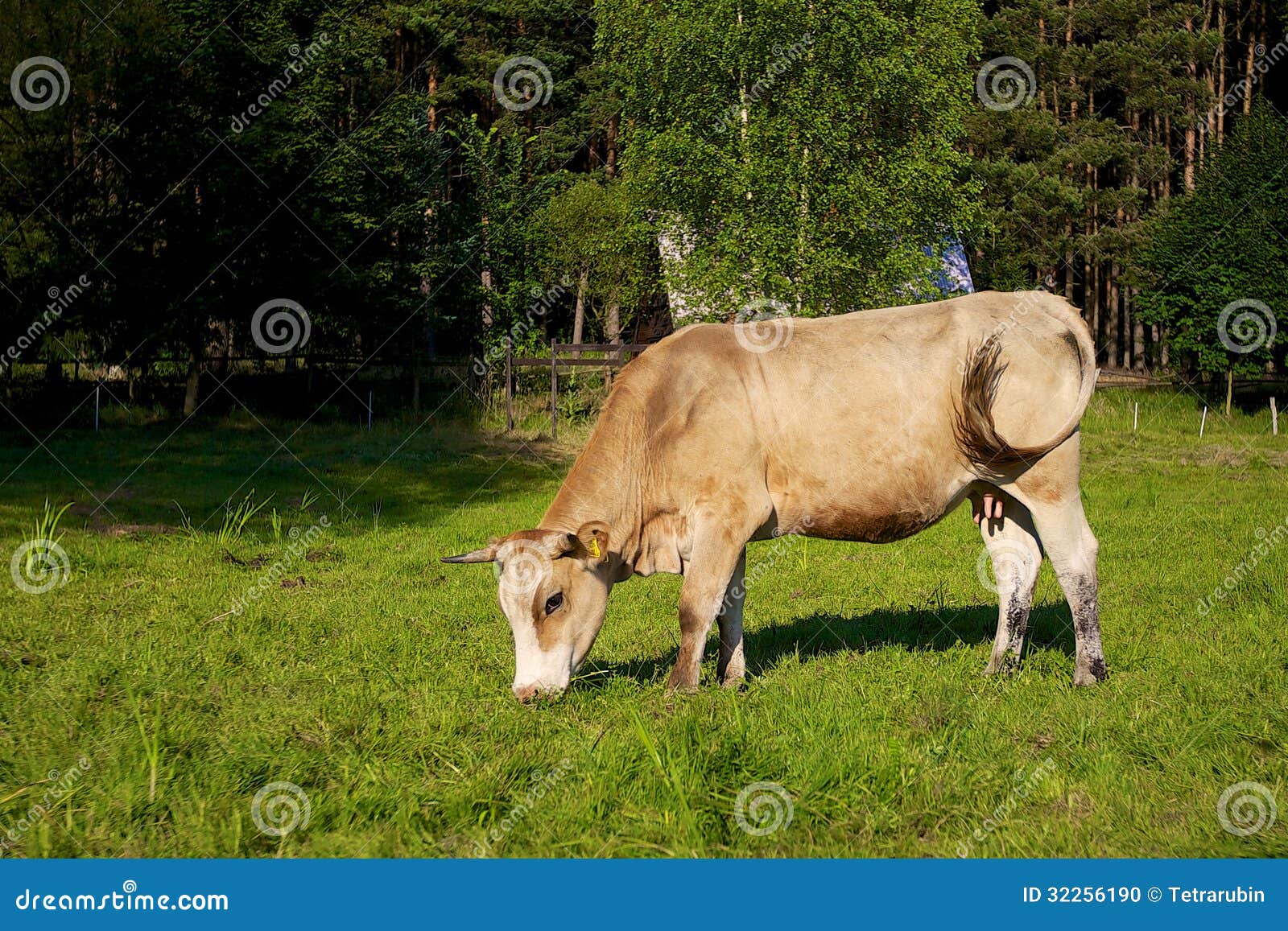 Vache Rouge Sur Le Champ Vert Photo stock - Image du pâturage, cheval ...