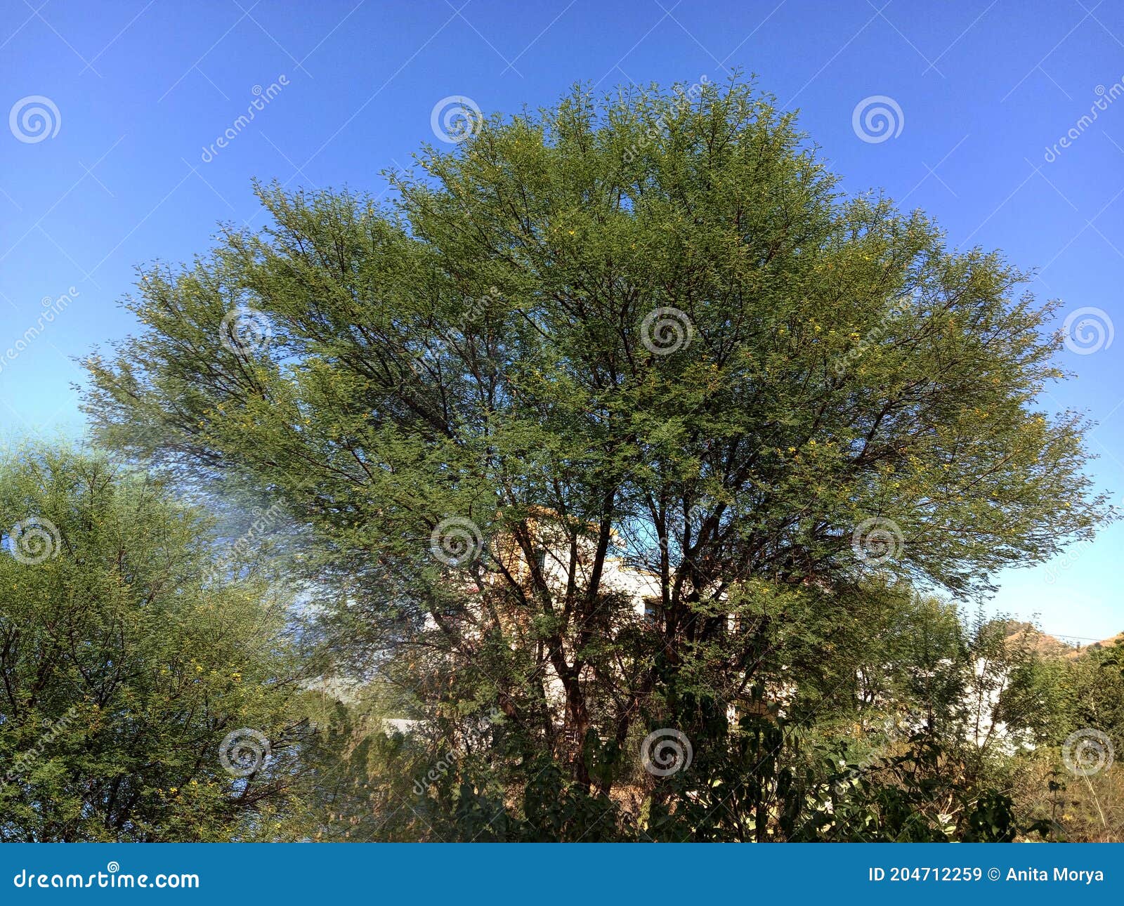 Vachellia Nilotica or Gum Arabic Tree or Babool Tree Stock Image ...